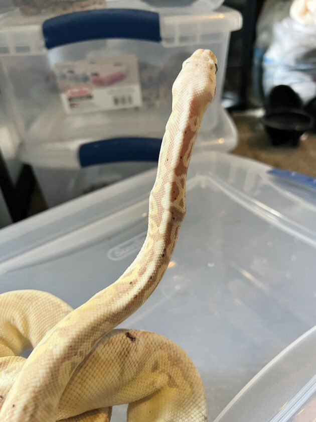 Anssssswering the Call: Mid-Ohio Valley reptile rescue cares for ...